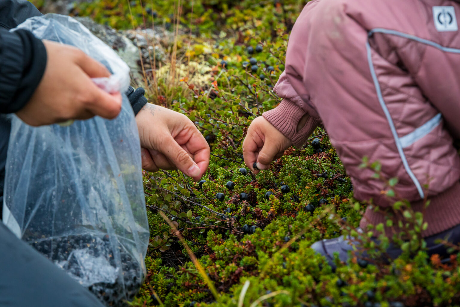 Nordic Arctic Cooperation Programme funds distributed: Sustainable ...